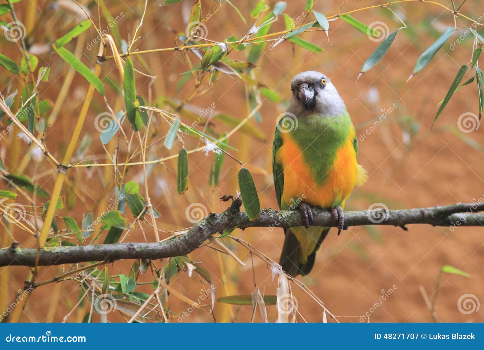 Senegal parrot stock image. Image of bird, senegal, west - 48271707