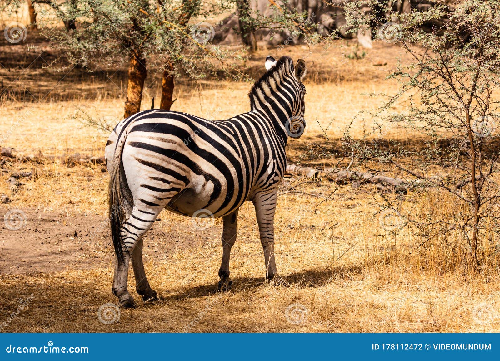 Senegal Safari Series: Zebra from Behind Stock Photo - Image of ...