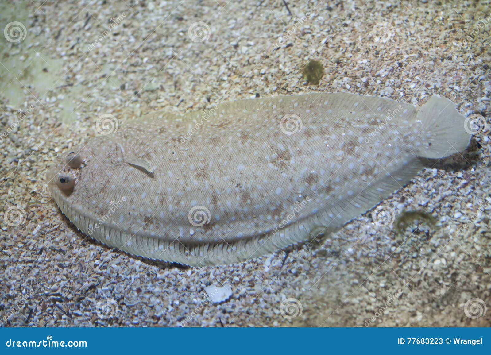Senegalese Sole (Solea Senegalensis). Stock Image - Image of flat ...