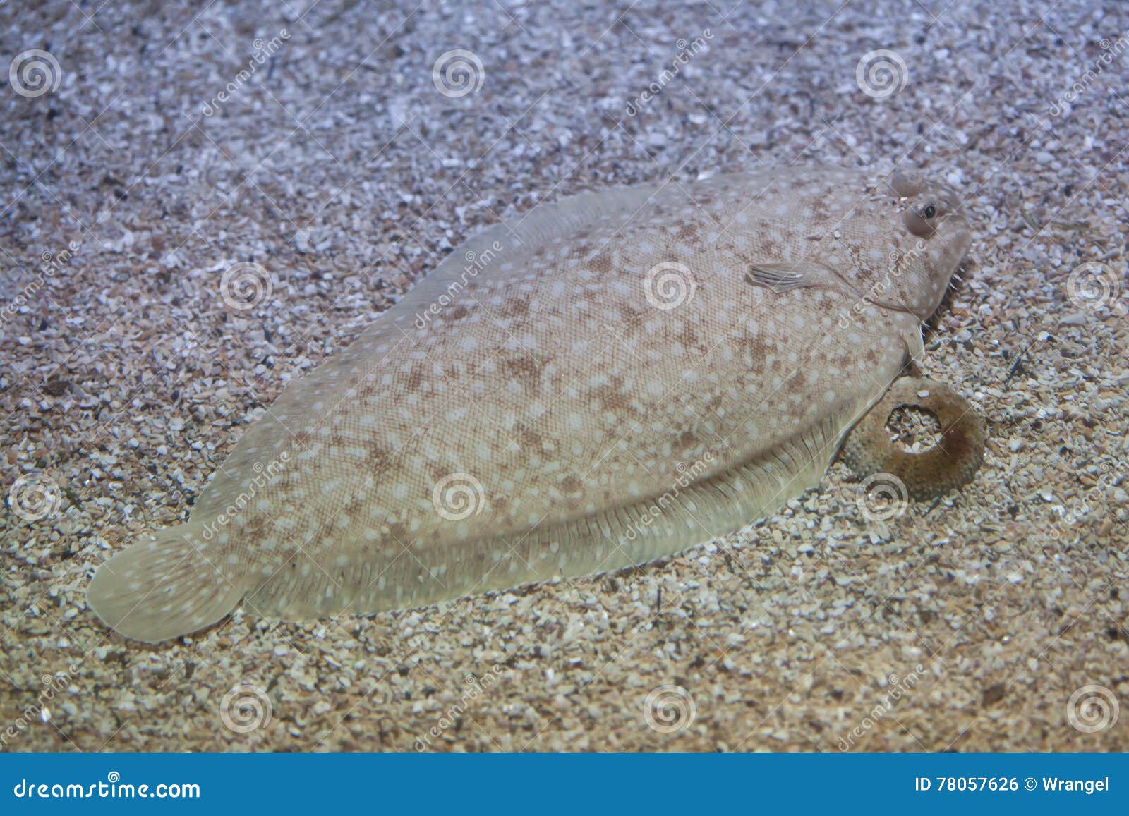 Senegalese Sole (Solea Senegalensis). Stock Photo - Image of animal ...