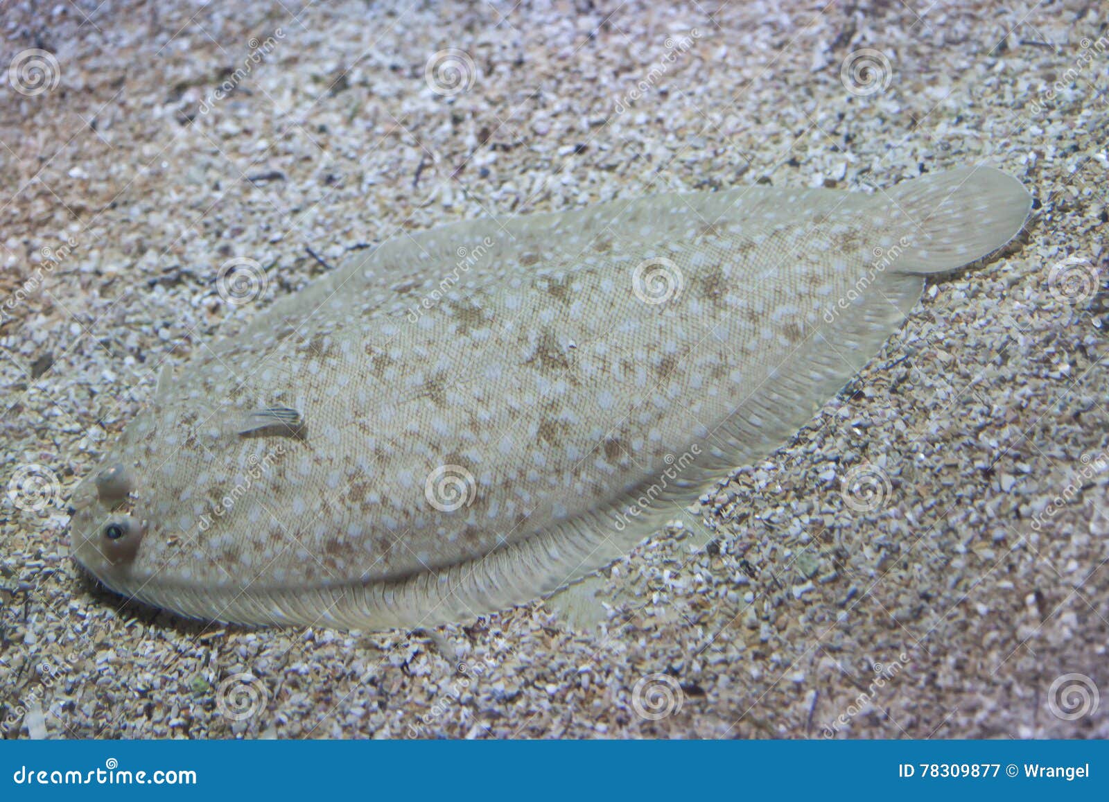 Senegalese Sole Solea Senegalensis Stock Image - Image of wild ...