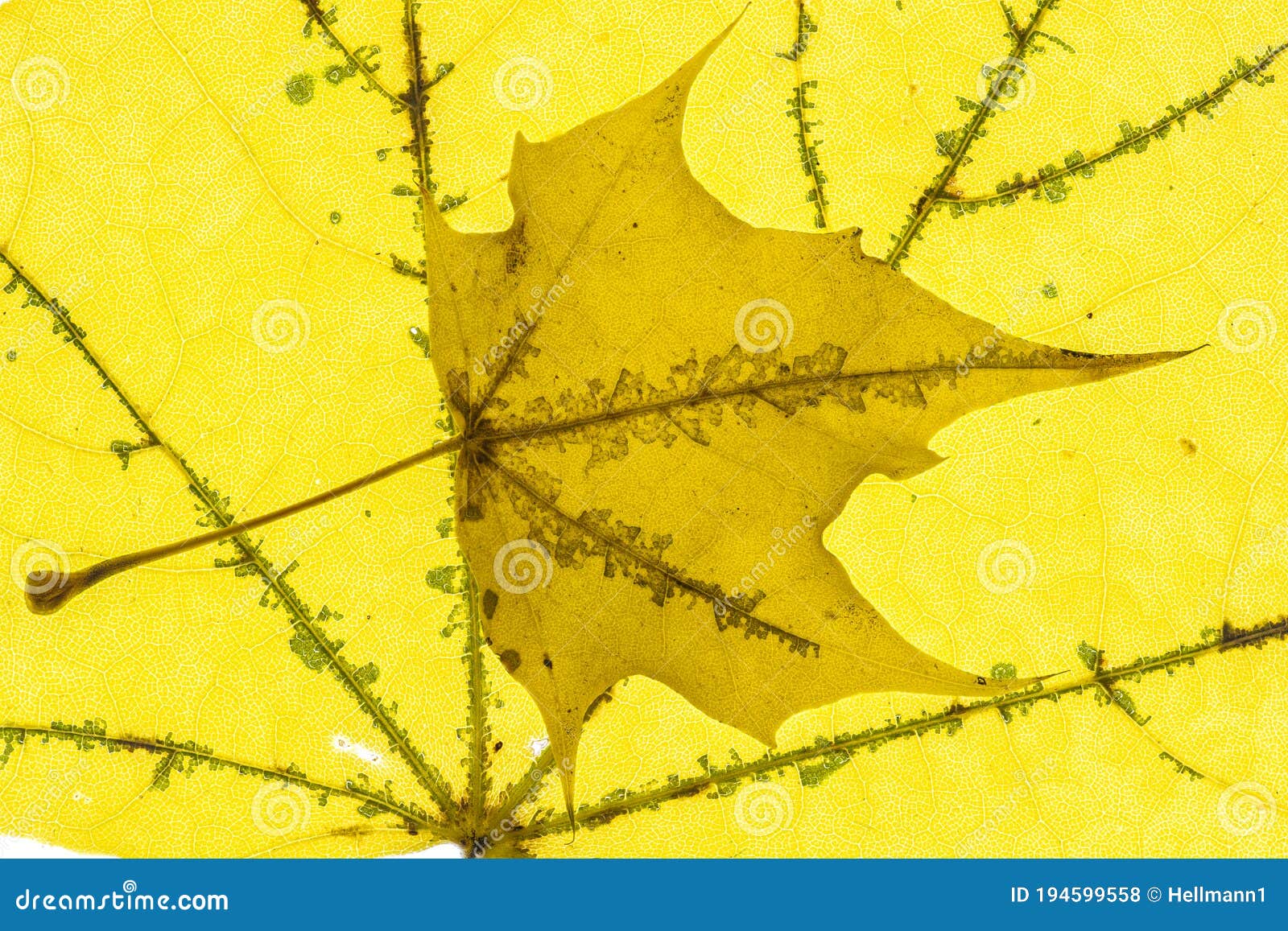Senescent Maple Leaf stock photo. Image of color, yellow - 194599558