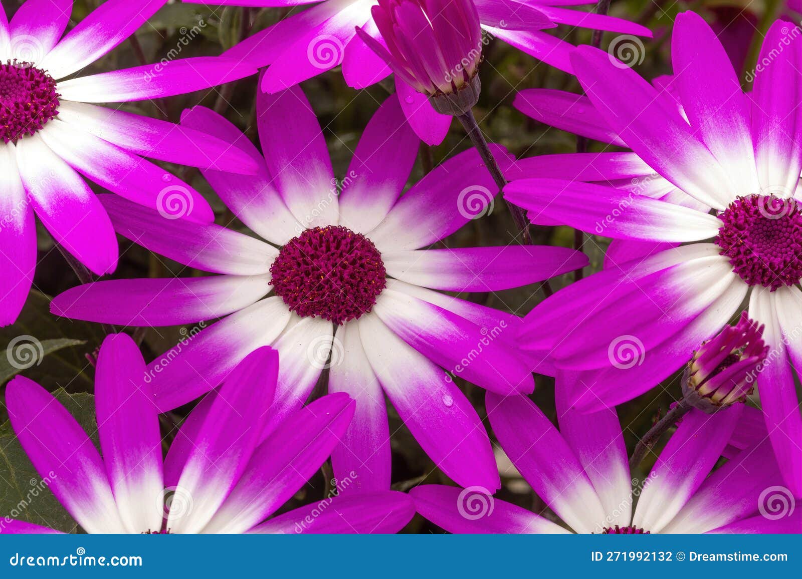 Magenta Bicolor- Pericallis Senetti Flowers Stock Photo | CartoonDealer ...