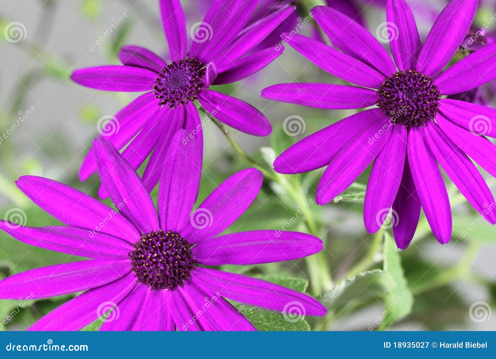 Senetti Pericallis Flower stock image. Image of closeup - 18935027