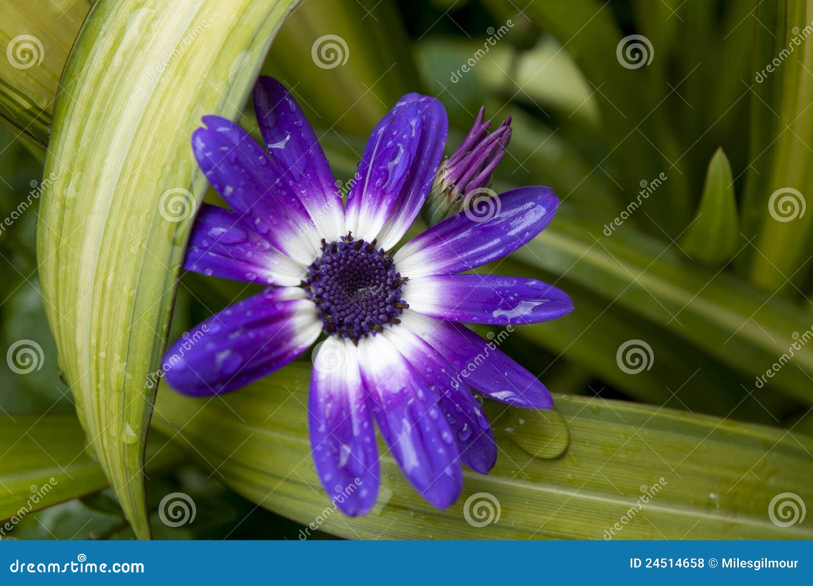 Senetti Pericallis Flower with Droplets of Rainwat Stock Photo - Image ...
