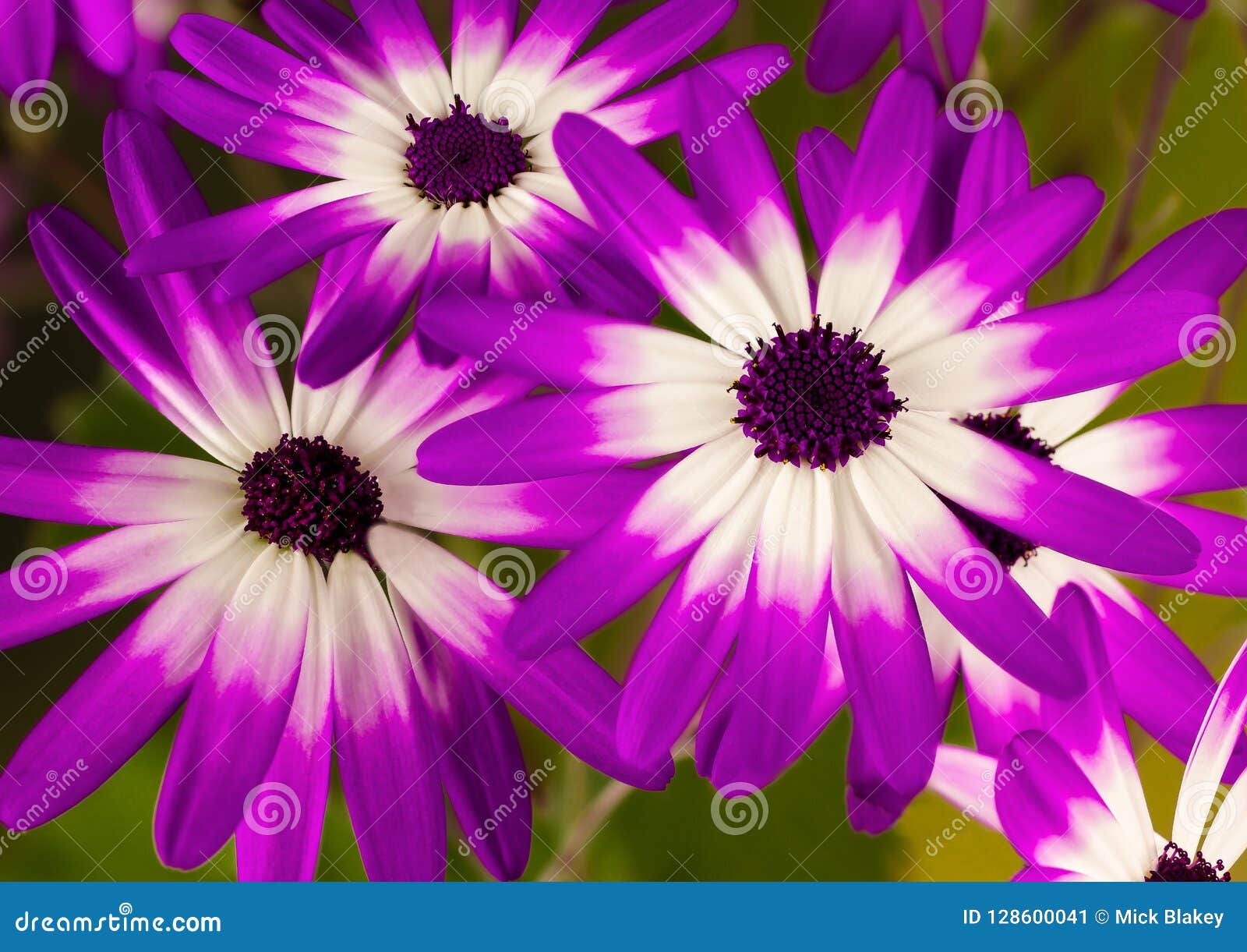 Senetti Trio of Pink and Purple Flowers Stock Image - Image of bicolor ...