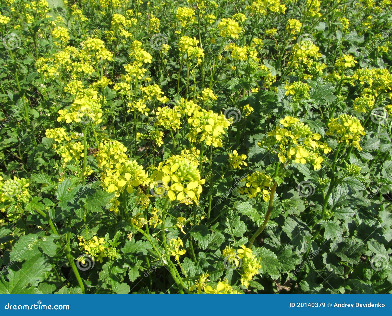 Senf stockbild. Bild von landwirtschaft, frühling, blume - 20140379