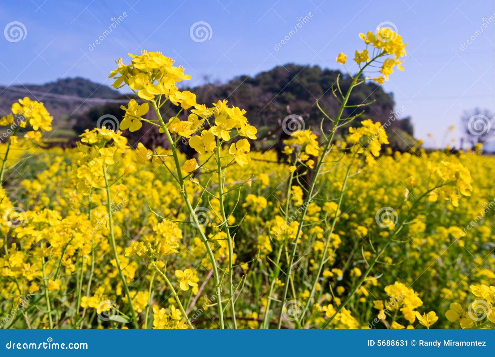 Senf-Blumen stockbild. Bild von weinberg, gelb, betrieb - 5688631