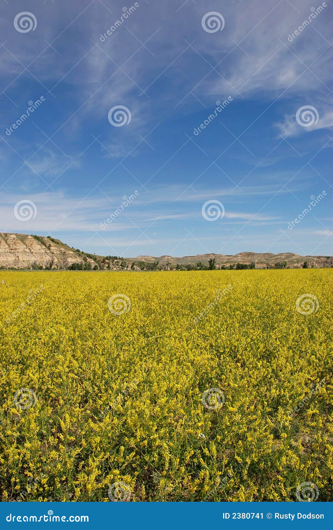 Senf-Feld stockbild. Bild von senf, wolken, dakota, betriebe - 2380741