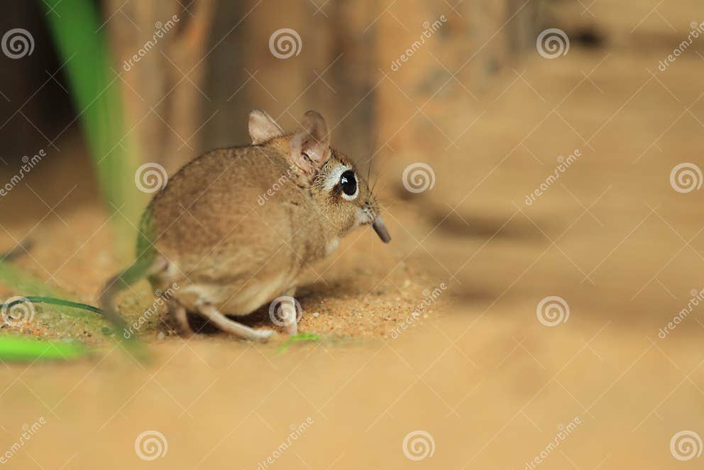 Sengi Rufous imagem de stock. Imagem de estar, animal - 37466825