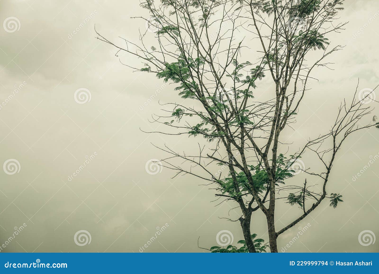 Sengon Forest. Albizia Chinensis Is A Species Of Legume In The Genus ...
