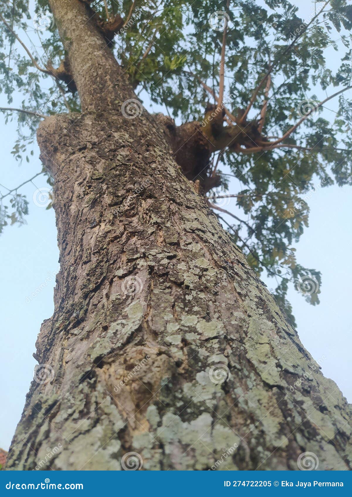 Sengon Leaf & X28;Albizia Chinensis& X29; Is A Kind Of Shade Tree And ...