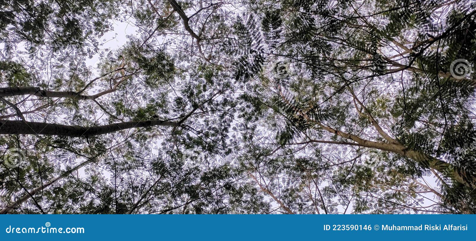 This is the Sengon Tree this Morning I am Portrait from Under the Sky ...