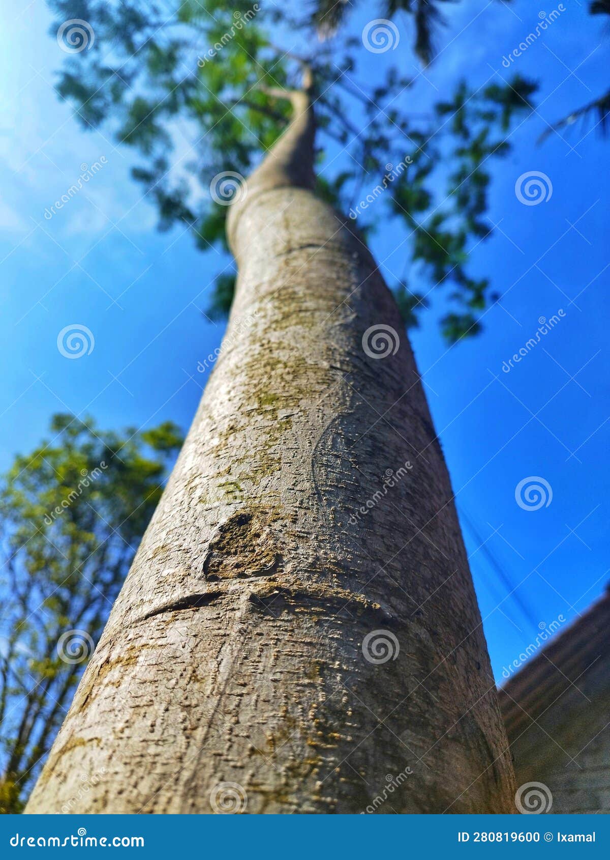 Sengon Tree Trunk Exposed To Sunlight during the Day Taken from a Low ...