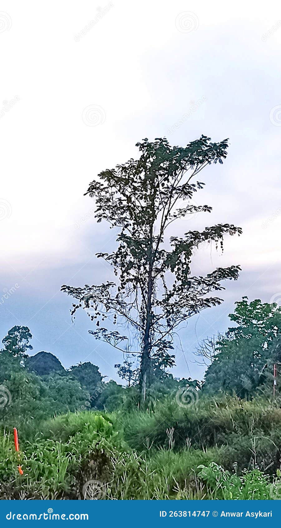 Sengon Tree Which Began To Be Spread by Creeping Plants Stock Image ...