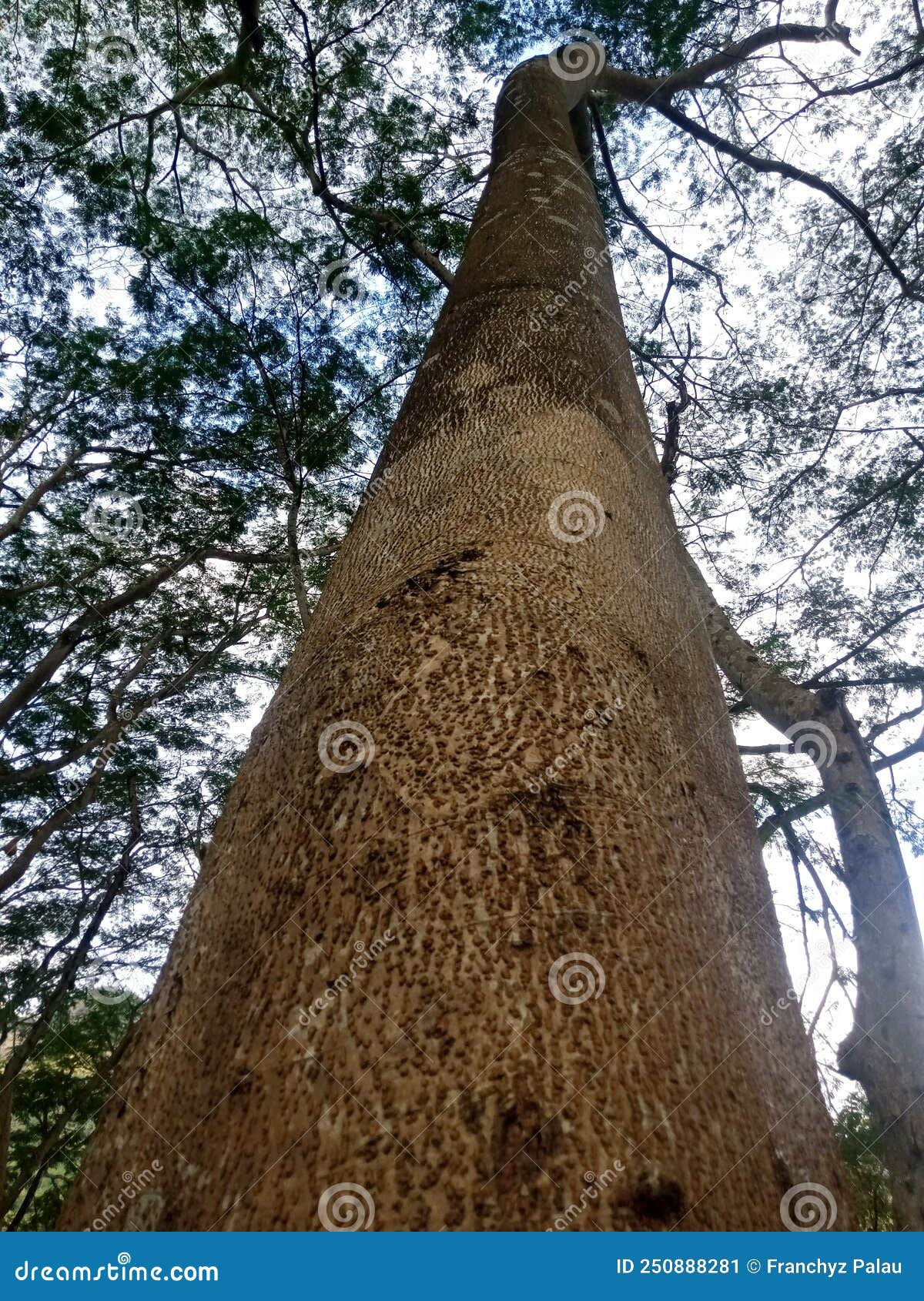 Sengon Tree Pile Royalty-Free Stock Image | CartoonDealer.com #201090928