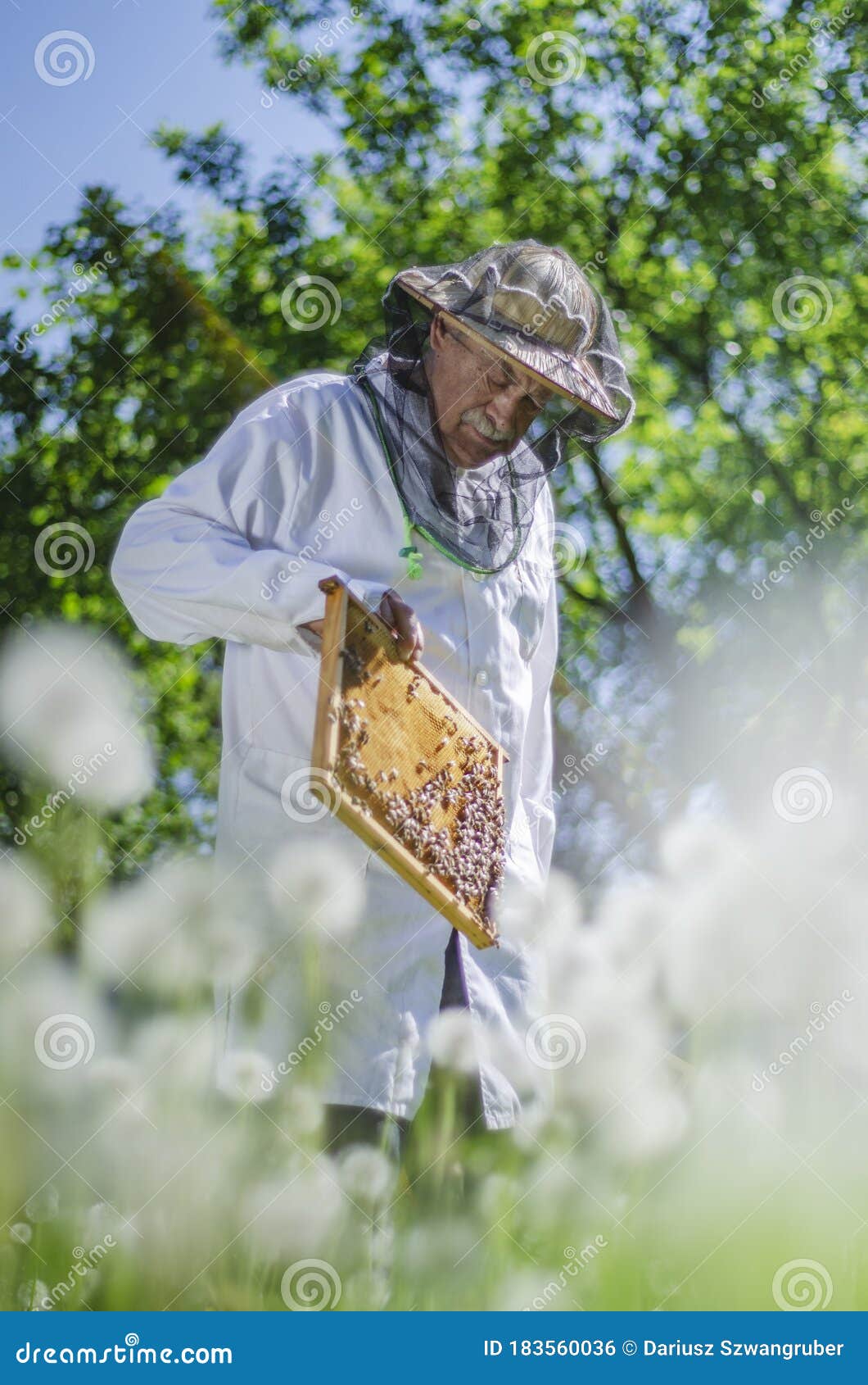 Senior Apiarist in Apiary Making Inspection Stock Photo - Image of ...