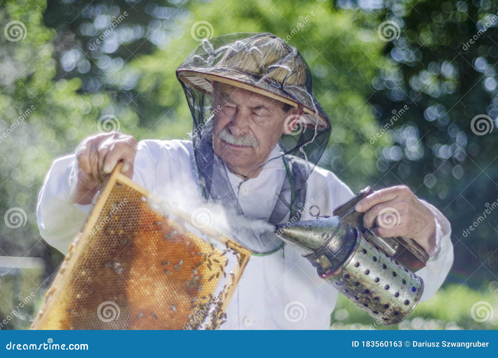 Senior Apiarist in Apiary Making Inspection Stock Image - Image of ...