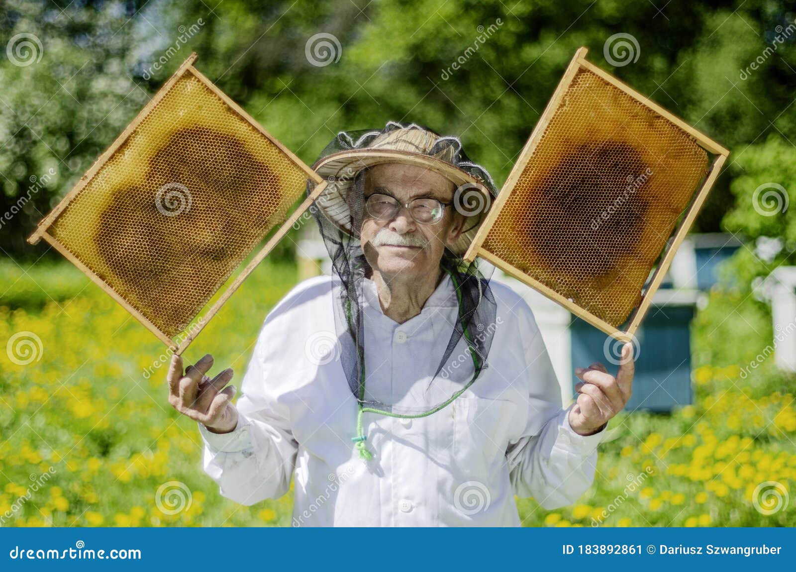 Senior Apiarist in Apiary Making Inspection Stock Image - Image of cell ...