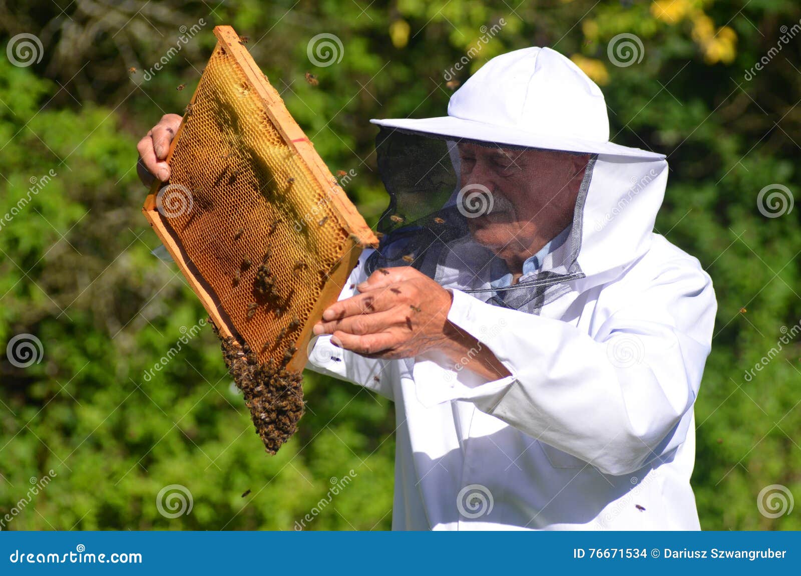 Senior Apiarist Making Inspection in Apiary Stock Photo - Image of ...