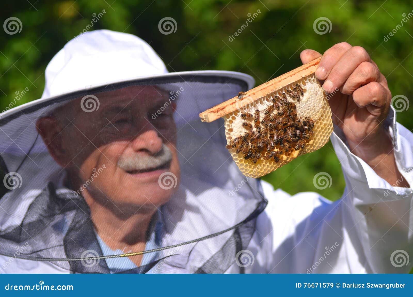 Senior Apiarist Making Inspection in Apiary Stock Image - Image of ...