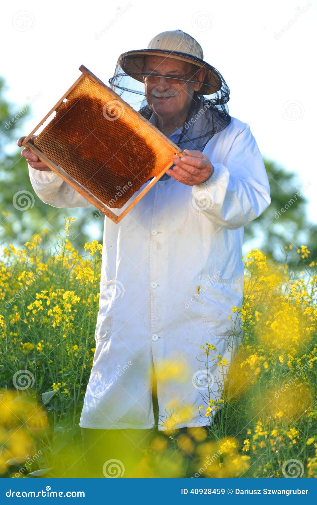 Senior Apiarist Working in the Blooming Rapeseed Field Stock Image ...