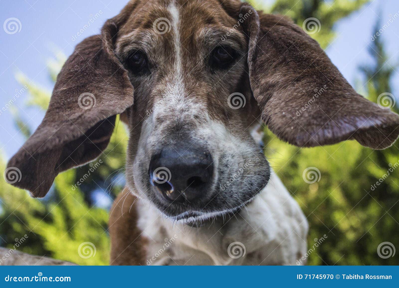 Droopy ears stock photo. Image of green, single, droopy - 71745970