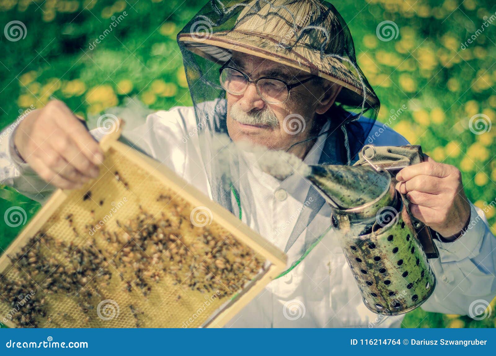 Senior Beekeeper Making Inspection in Apiary in the Springtime Stock ...