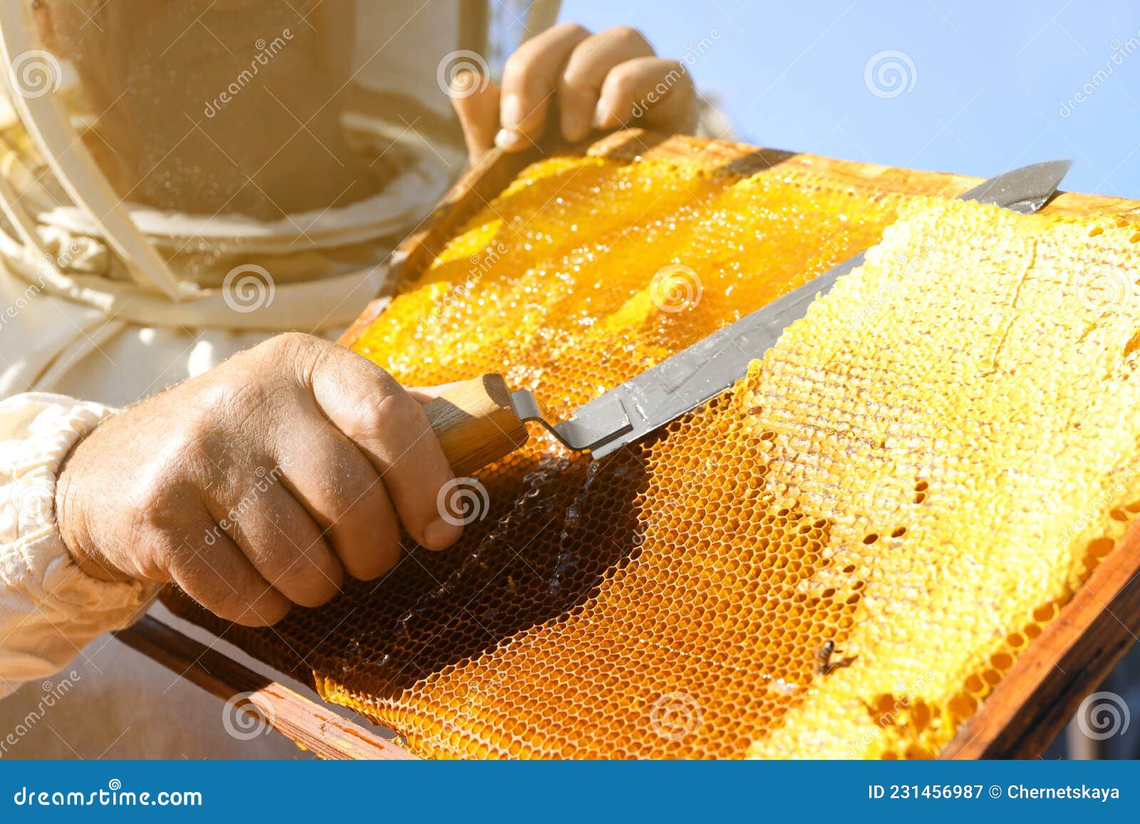 Beekeeper Uncapping Honeycomb With Special Beekeeping Fork. Raw Honey ...