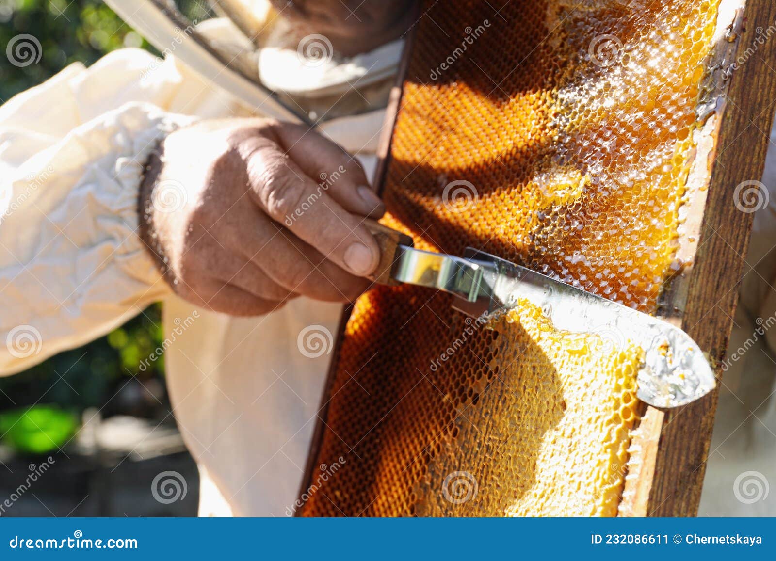 Beekeeper Uncapping Honeycomb With Special Beekeeping Fork. Raw Honey ...