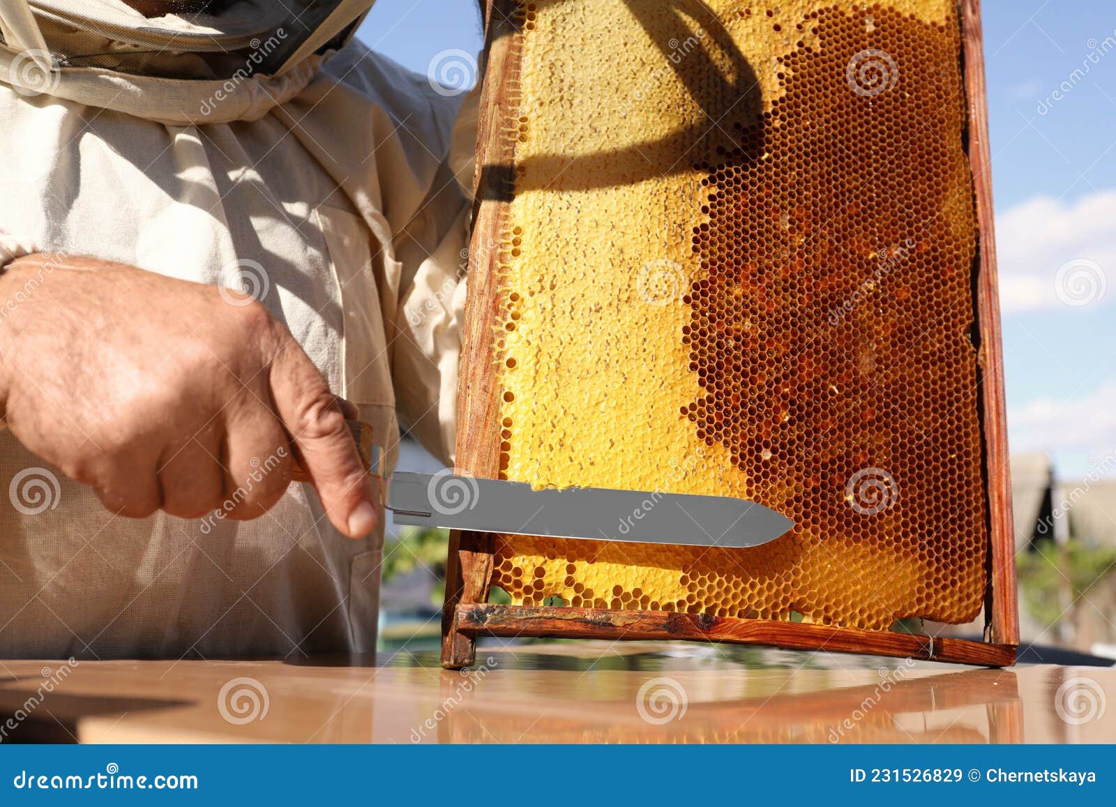 Senior Beekeeper Uncapping Honeycomb Frame with Knife at Table Outdoors ...