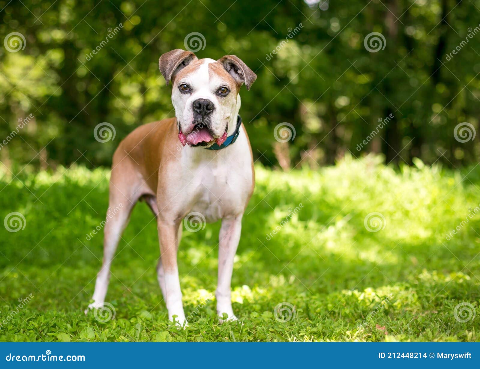 A Senior Boxer Dog Outdoors Stock Photo - Image of senior, flat: 212448214