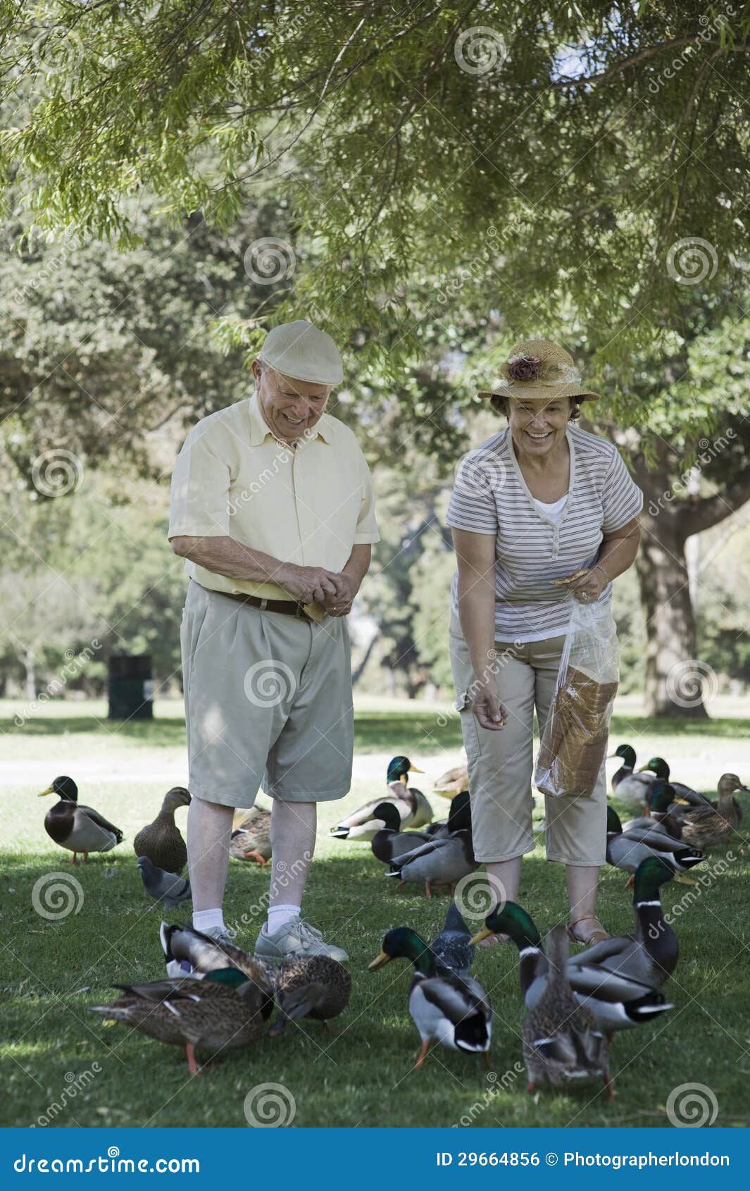 Senior Couple Feeding Ducks Stock Photo - Image of elderly, group: 29664856