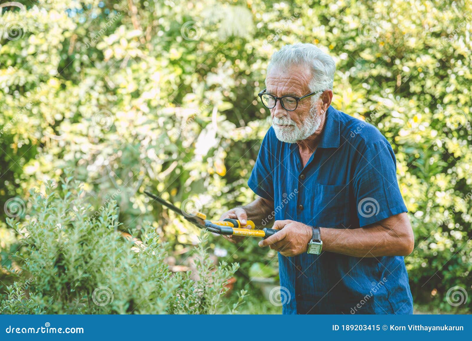 Senior Elderly Working during Stay at Home Holiday Activity Pruning ...
