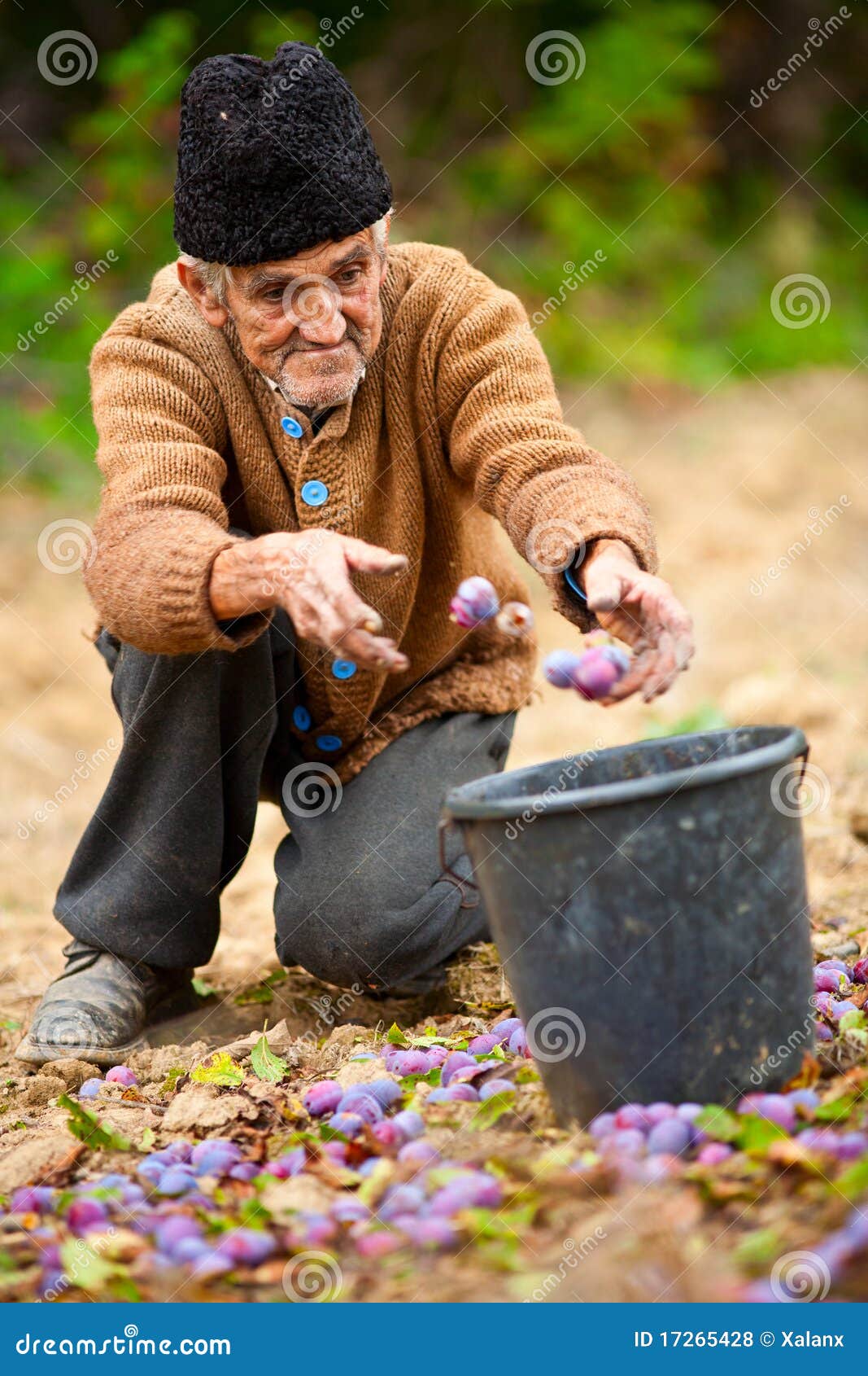 Senior Farmer Picking Plums Stock Photo - Image of activity, farmer ...