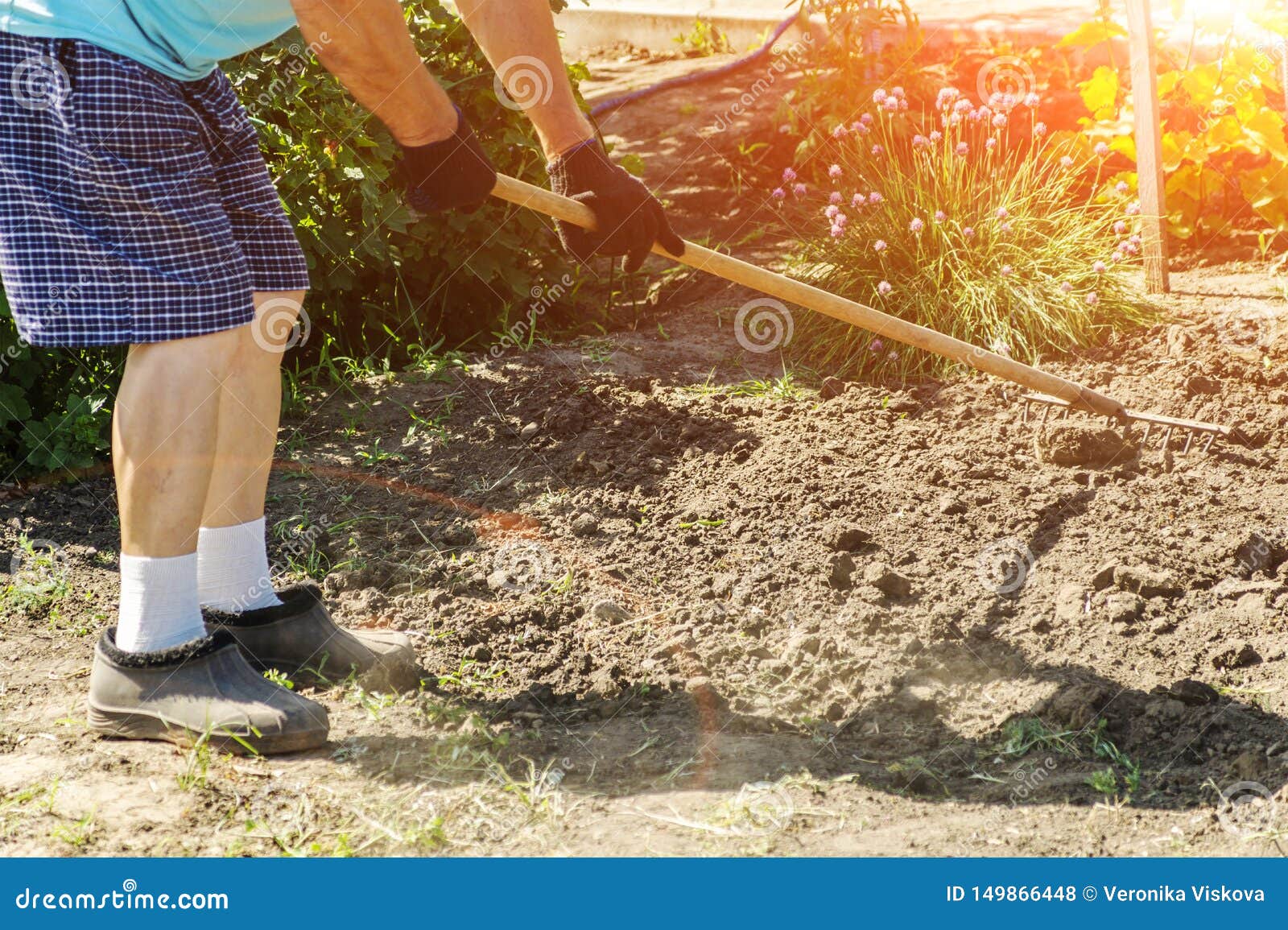Senior Farmer in Rubber Boots Digging in the Garden with Rake. a Rake ...
