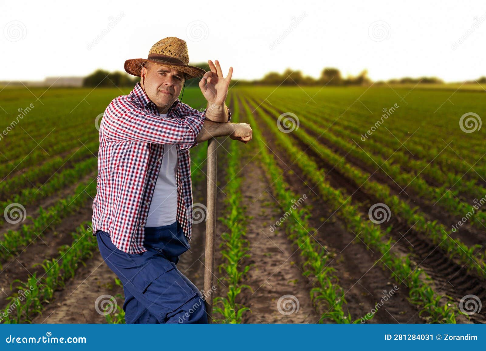 Senior Farmer Standing in Corn Field Examining Crop at Sunset Stock ...