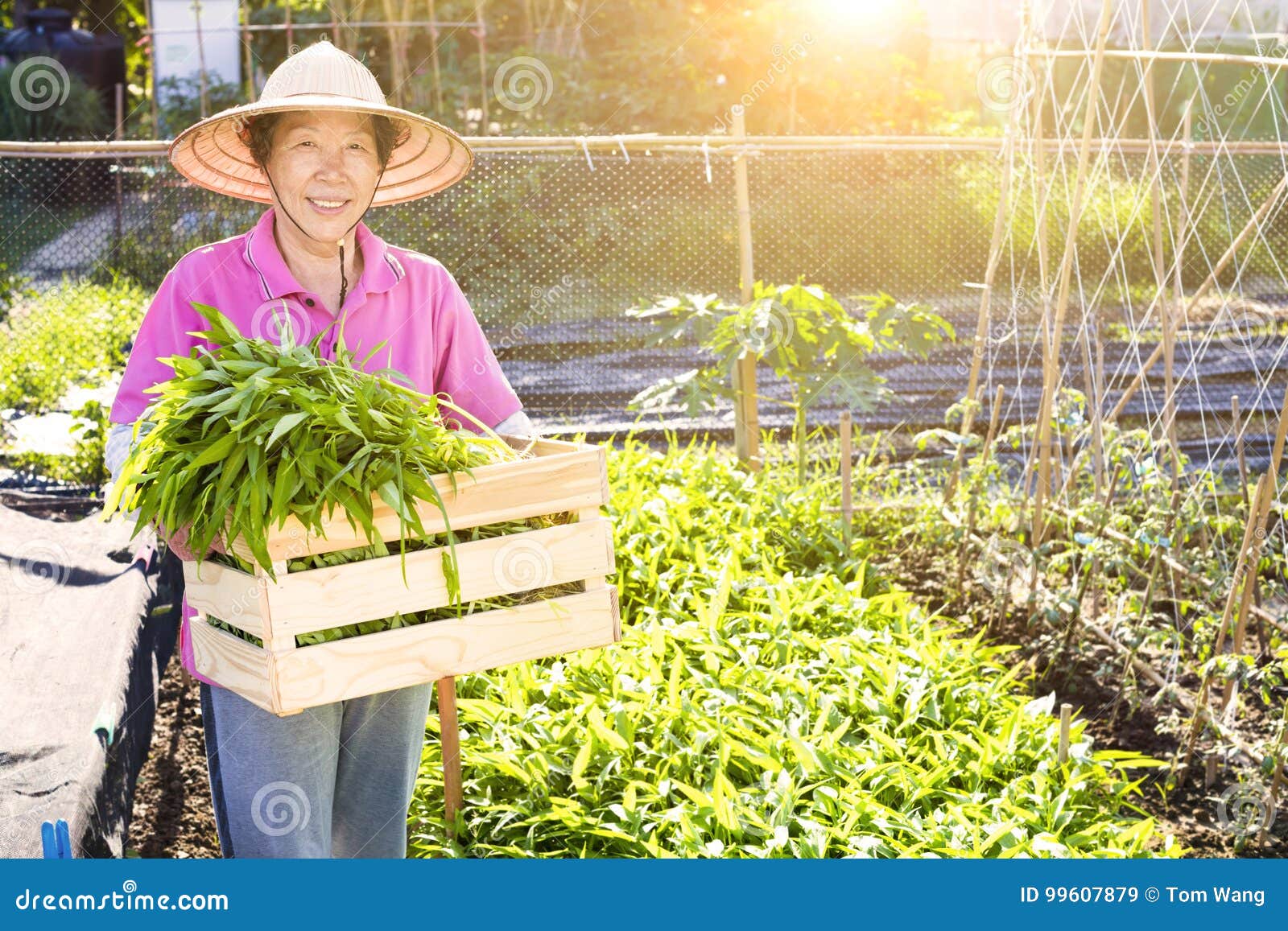 Senior Farmer Working in Vegetable Farm Stock Image - Image of ...