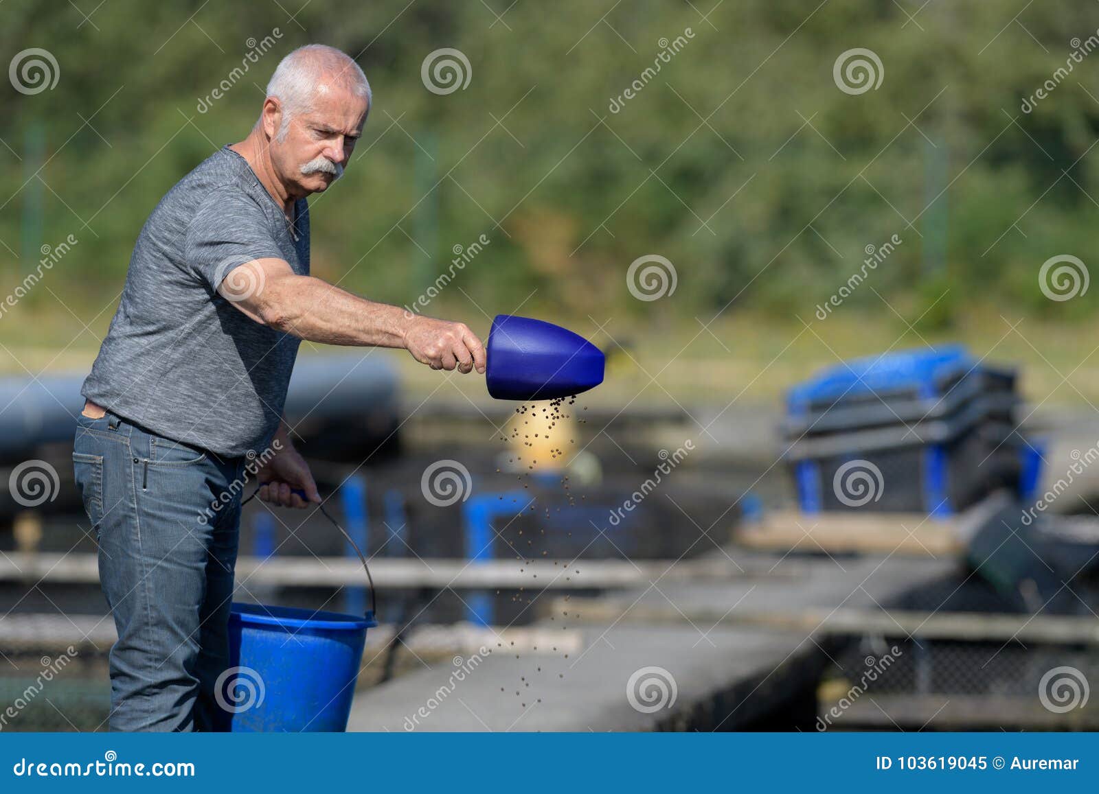 Senior Fish Farmer Feeding Fish Stock Image - Image of farmer, fish ...