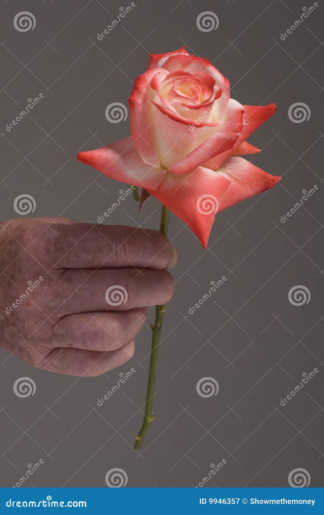 Senior hand holding rose stock image. Image of beautiful - 9946357