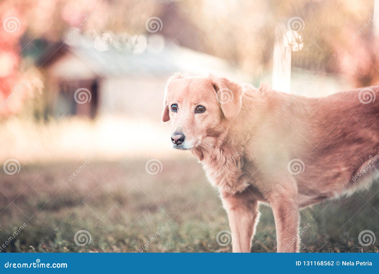 Senior Happy Dog. Elderly Dog Care Stock Photo - Image of adult ...