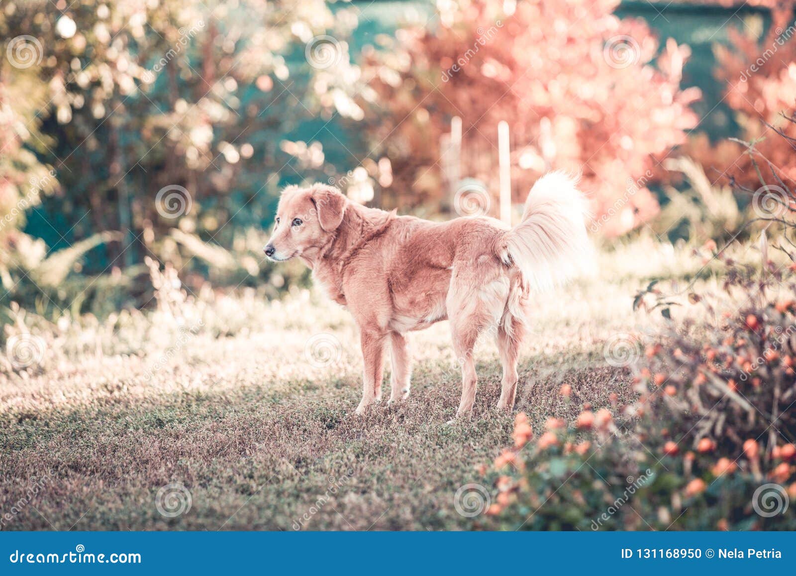 Senior Happy Dog. Elderly Dog Care Stock Photo - Image of leaves ...