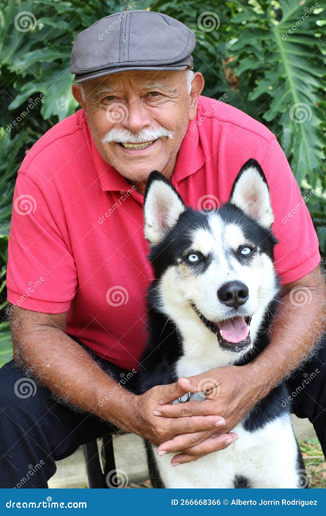 Senior Hispanic Man Hugging His Siberian Husky Stock Photo - Image of ...