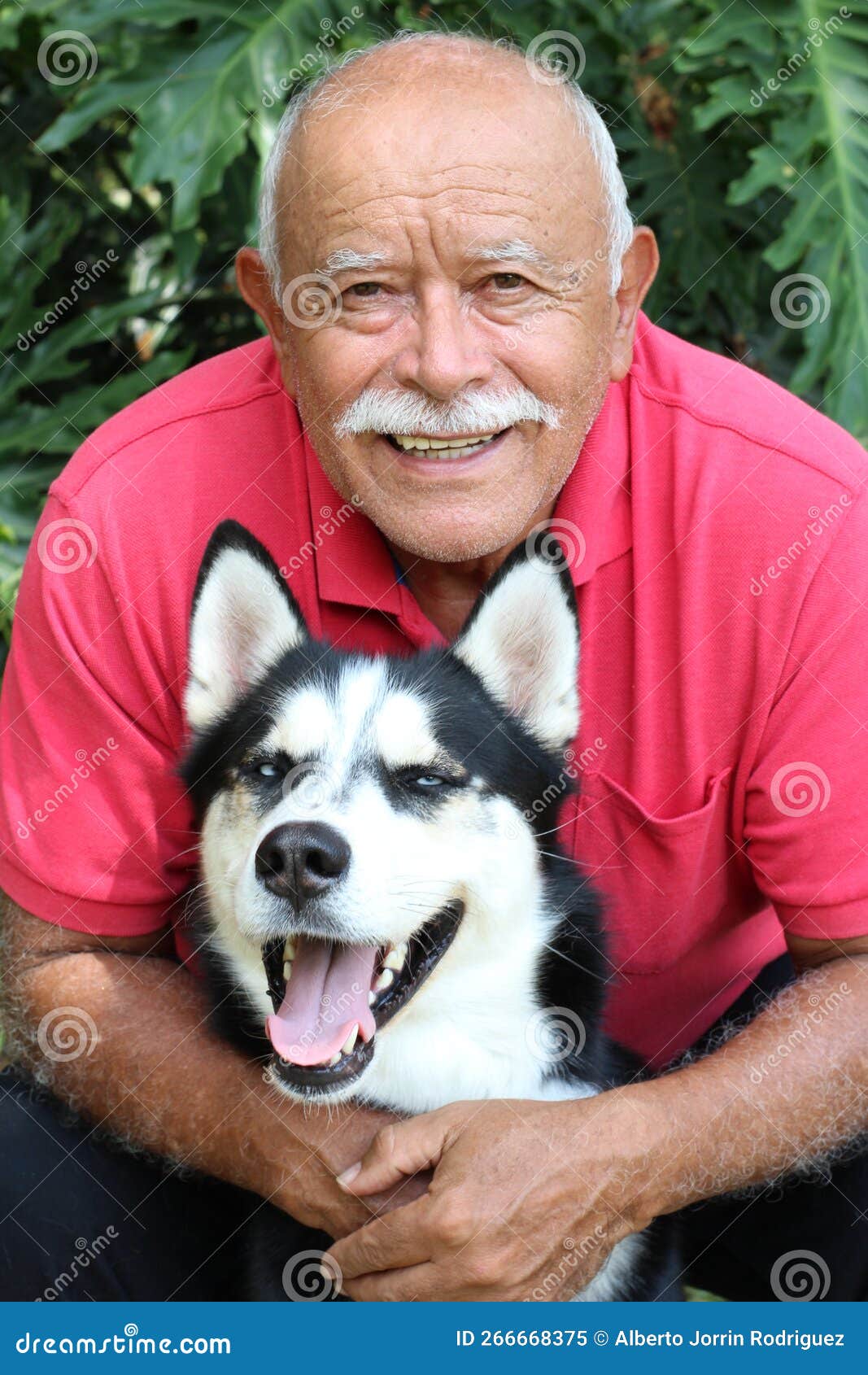 Senior Hispanic Man Hugging His Siberian Husky Stock Image - Image of ...