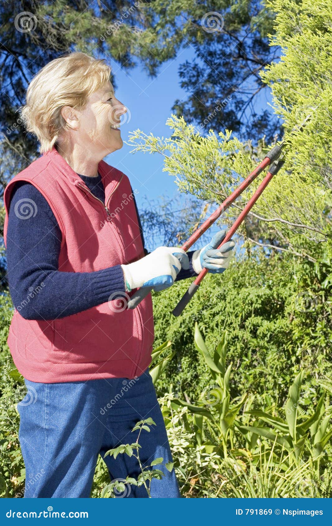Senior lady pruning stock image. Image of active, cutting - 791869