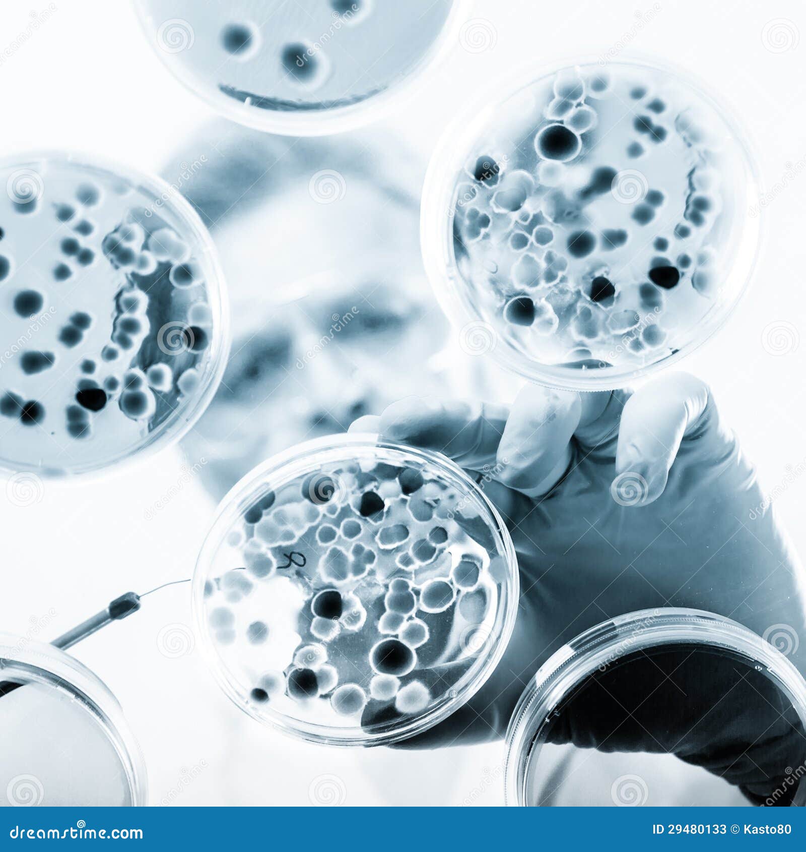 Senior Life Science Researcher Grafting Bacteria. Stock Image - Image ...