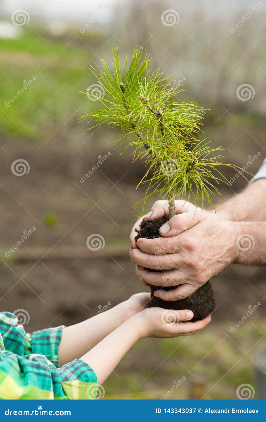 Senior Man and Baby Holding Young Tree Stock Image - Image of ...
