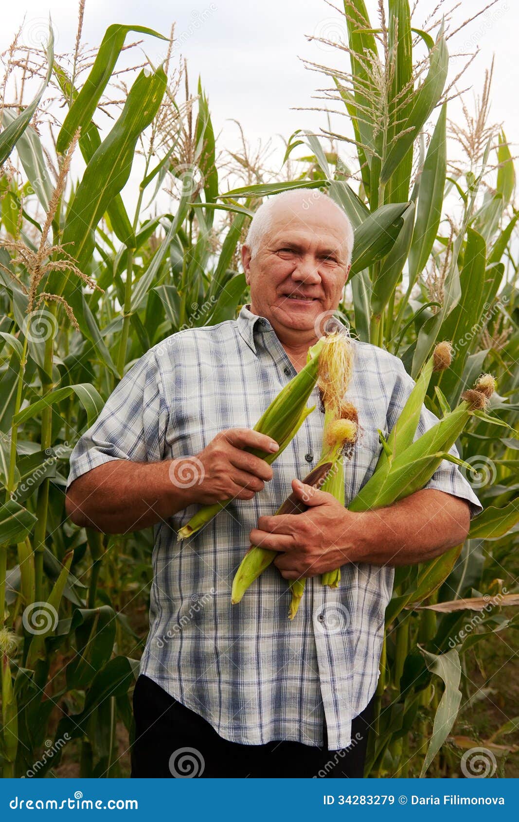 Senior man in corn field stock image. Image of corn, nature - 34283279