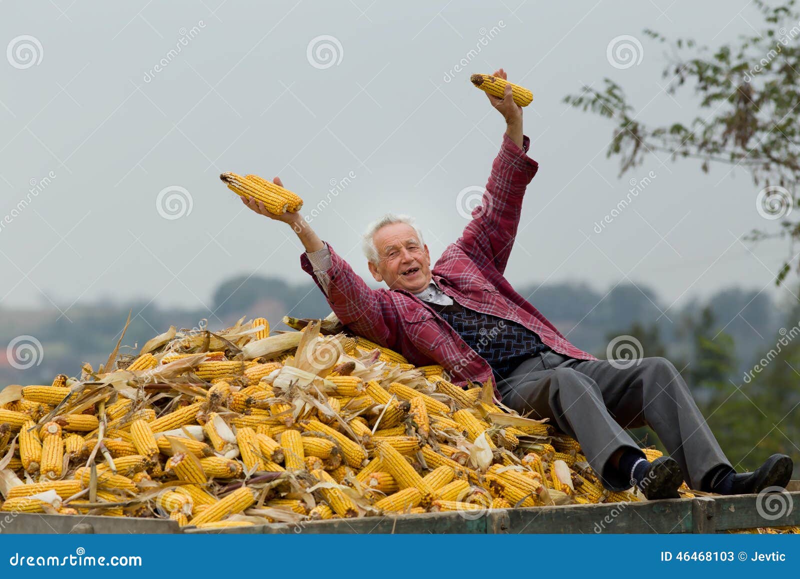 Corn Cob On Pile Royalty-Free Stock Photography | CartoonDealer.com ... Corn Cob On Pile Royalty-Free Stock Photography | CartoonDealer.com ...