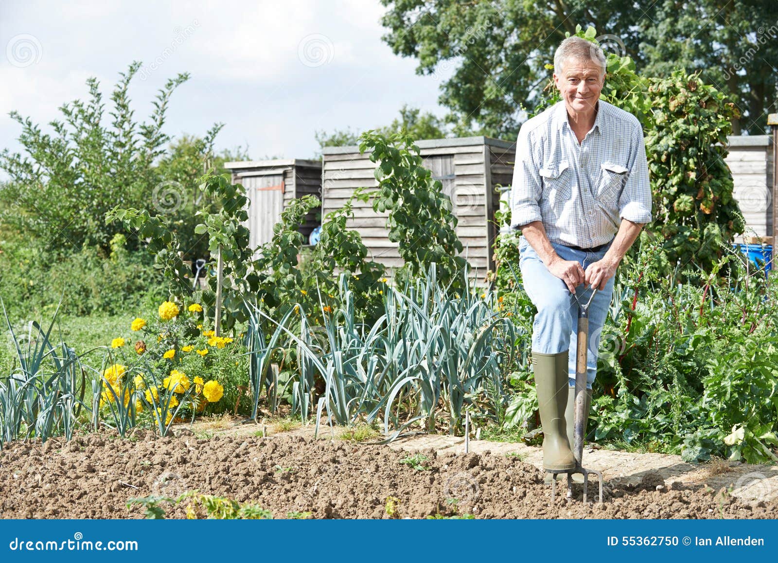 Senior Man Digging Vegetable Patch on Allotment Stock Photo - Image of ...